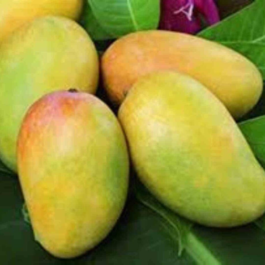 Frozen Kesar Mango - MDA AGROCOT PRIVATE LIMITED